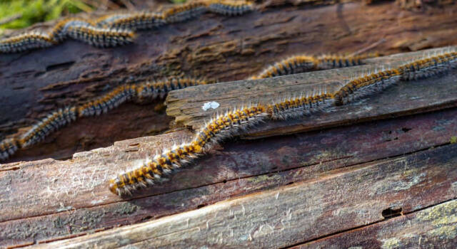 Processionaria: perché è pericolosa e come debellarla