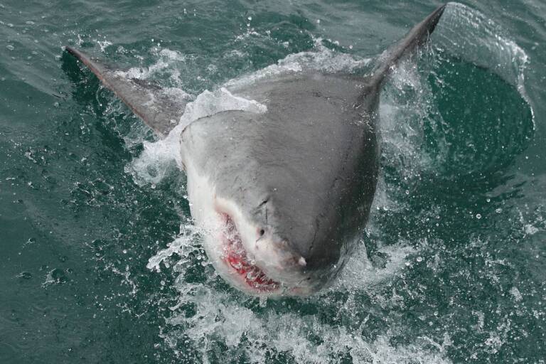 Turista perde entrambe le mani in un attacco di squalo