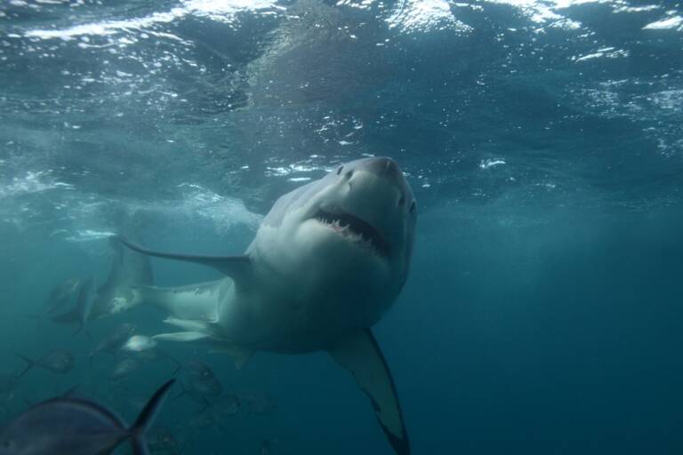 Colleen Monfore divorata da uno squalo in Indonesia