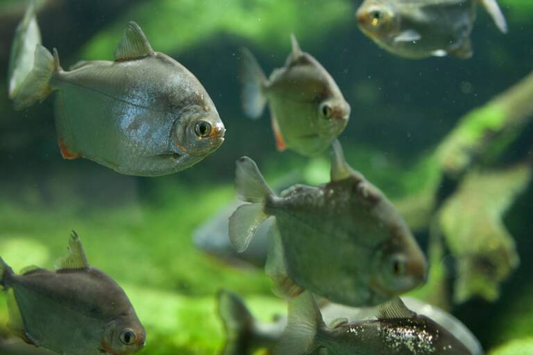 Bambina di due anni divorata dai piranha in Brasile