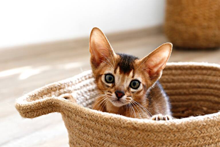 Legge svedese: vietato lasciare i gatti soli tutto il giorno